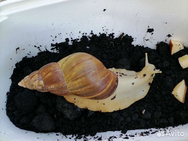 Улитки ахатины бесплатно