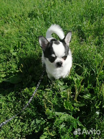 Вязка кобель чихуахуа