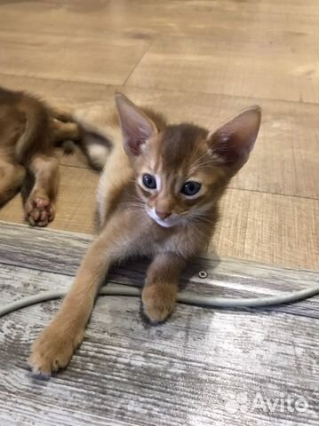 Абиссинские котята