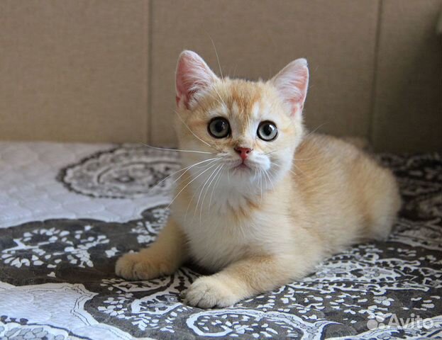 Бисквит - котик золотая шиншилла