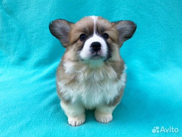 Вельш-корги пемброк девочка флаффи