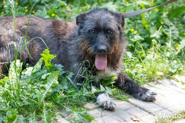 Супердружелюбная Ницца в добрые руки