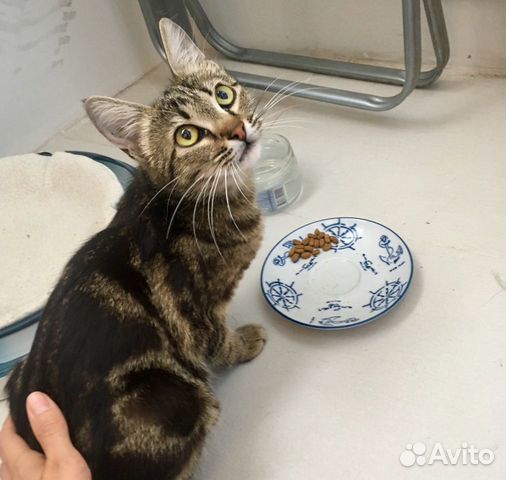 Котёнок метис бенгал найдёныш