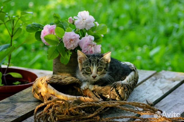 Малышка Санни