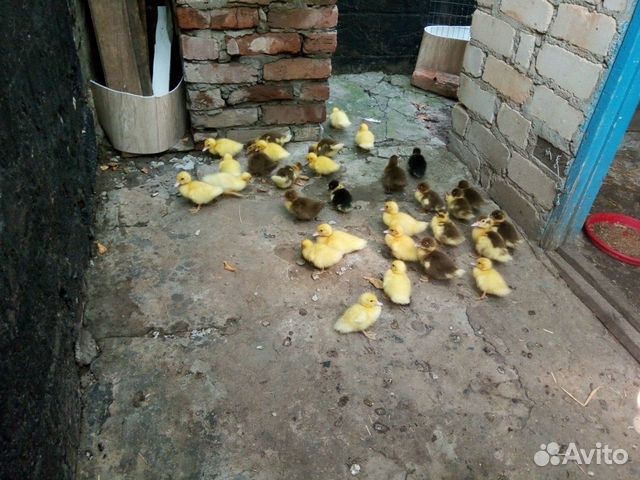 10-ти дневные индоутята