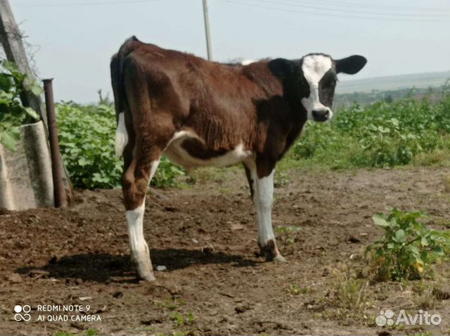 Бычок индюшки