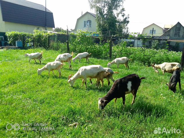 Продам коз