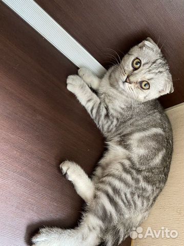 Шотландская вислоухая кошка