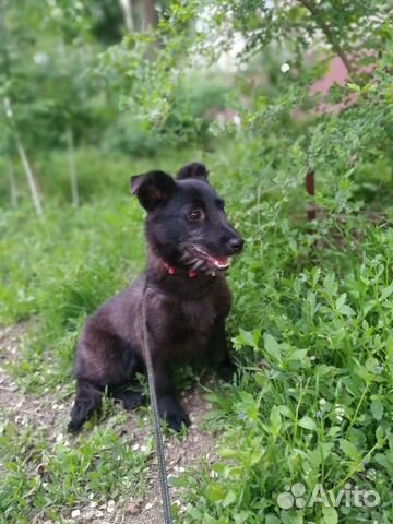 Скотч-терьер