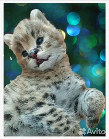 Ручной мальчик саванна