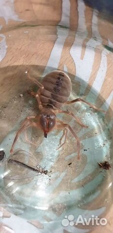 Сальпуга паук/ фаланга
