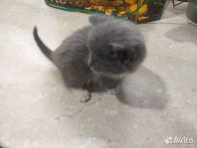 Отдам бесплатно котенка