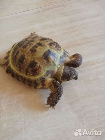 Черепаха сухопутная