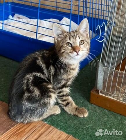 Ириска в добрые руки