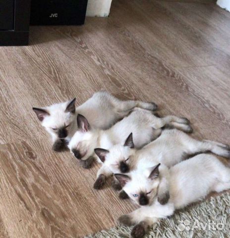 Котенок бобтейл (девочка)