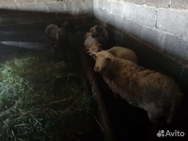 Овцы, бараны, ягнята - оптом