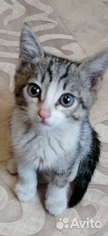 Котенок 2,5 месяца