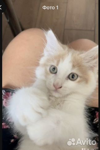 Котята