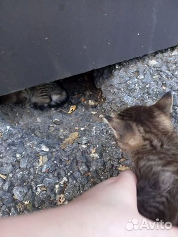Котята
