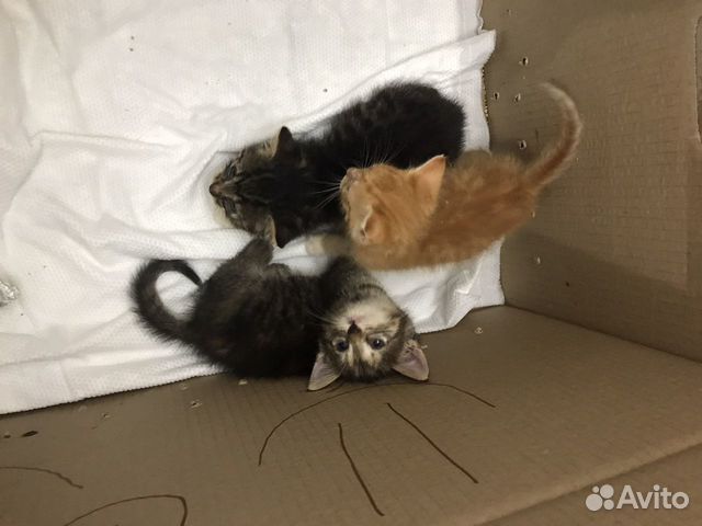 Котята ищут дом