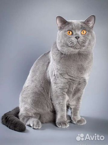 Британская вислоухая кошка