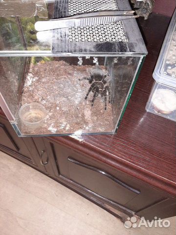 Отдам паука птицееда