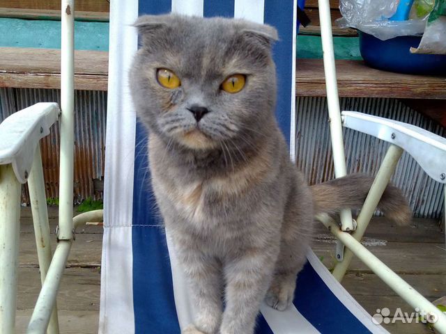 Веслоухоя кошка
