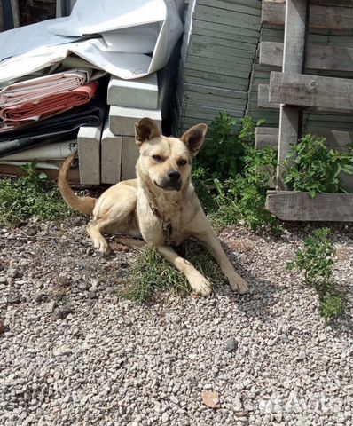 Собака мальчик бесплатно