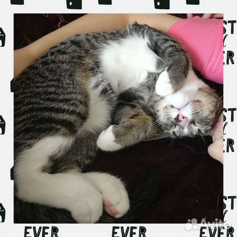 Шикарный котёнок - подросток