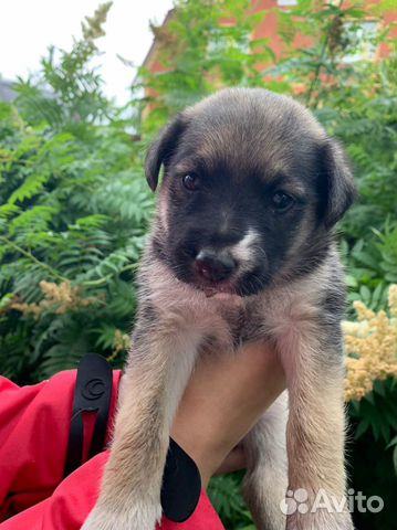 Кнопочка хочет найти свою семью