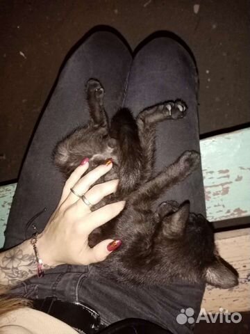 Котенок