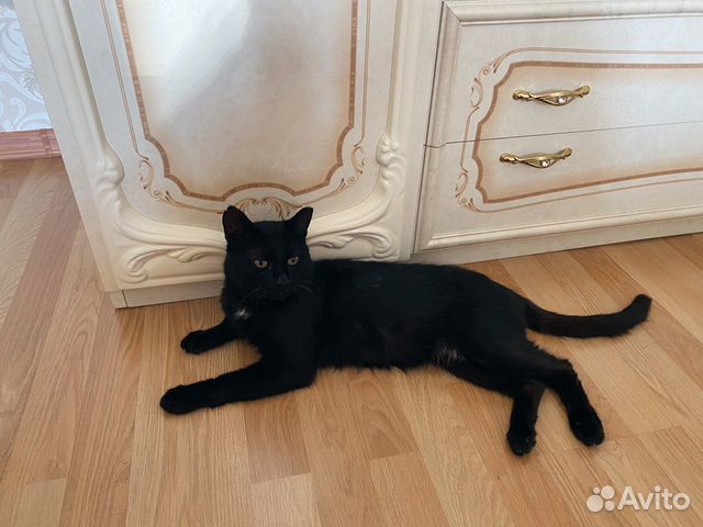 Кошка