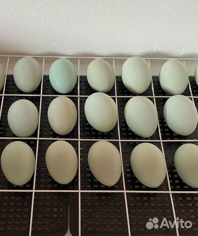 Инкубационное яйцо ухейилюй