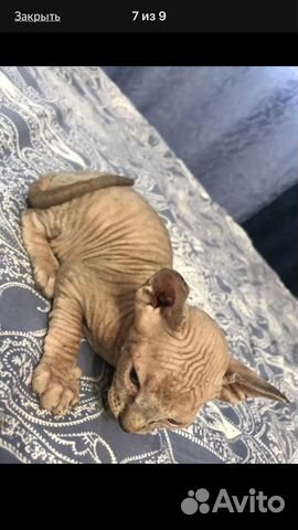 Канадский сфинкс