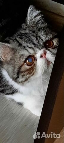 Экзотическая кошка