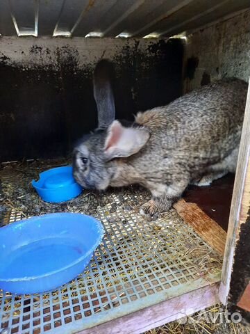 Крол фландер