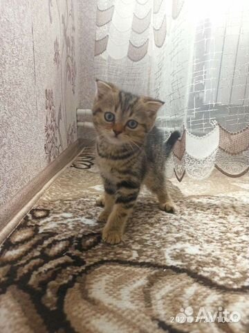 Шотландская вислоухая