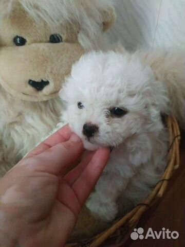 Мини малыши мальтипу