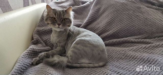 Британская кошка (метис)