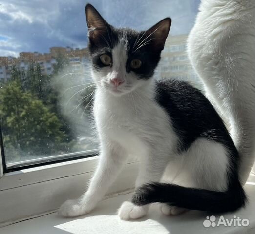 Котенок девочка 3 мес