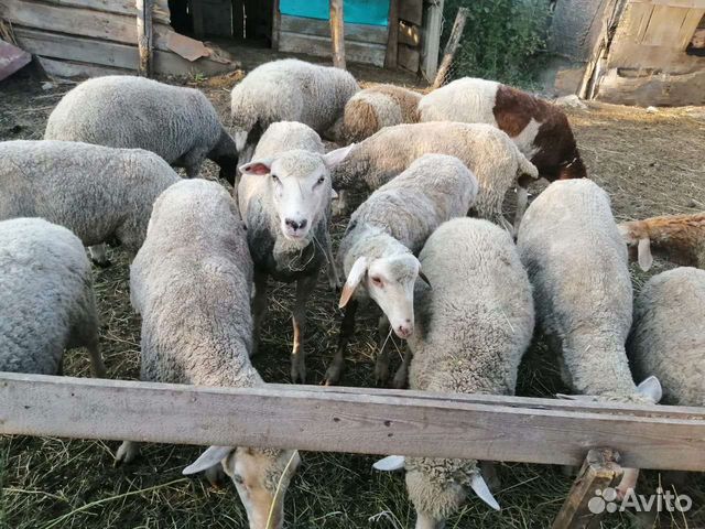 Овцы скотные бараны