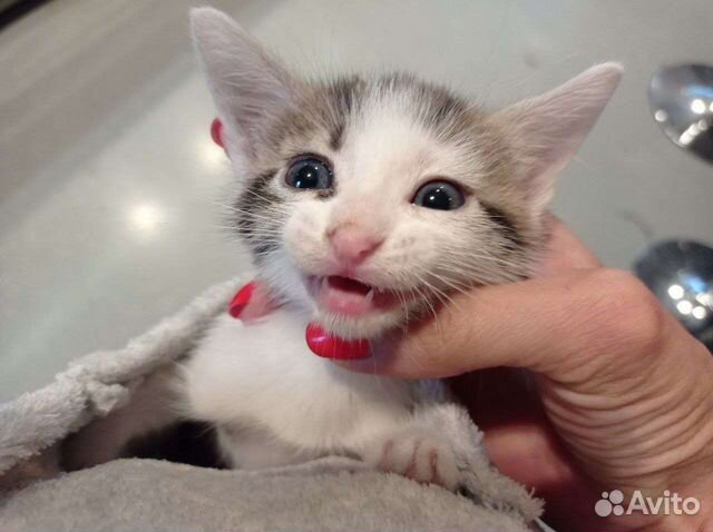 Котята