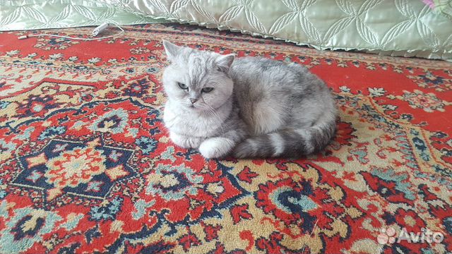Кошечке очень нужен заботливый хозяин