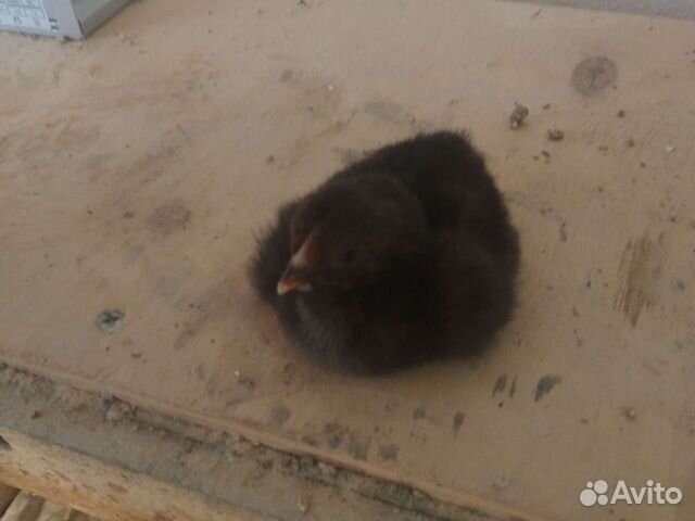 Цыплята помесные