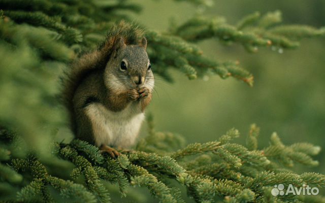 Белка(обыкновенная)