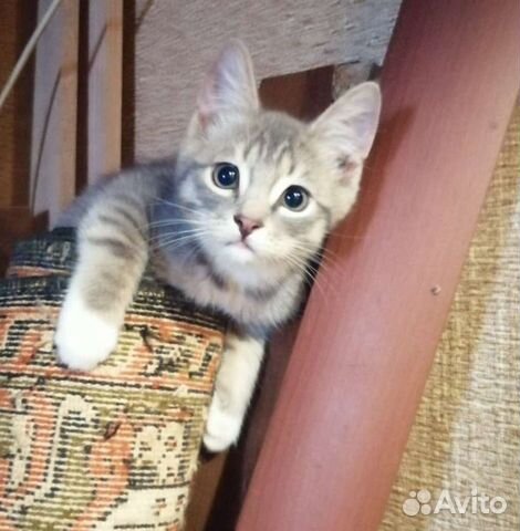 Котик бесплатно