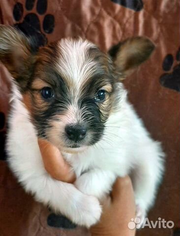 Щенки папийон