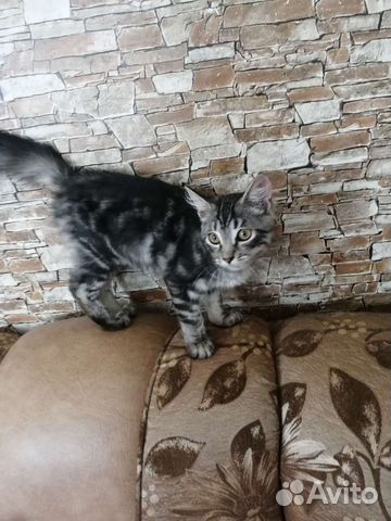 Котенок