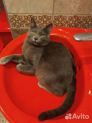 Серо-голубой котик