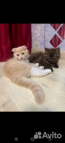 Продам породистых котят